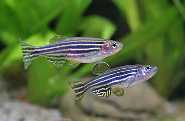 PECES MASCOTA (cinco ejemplares comunes)