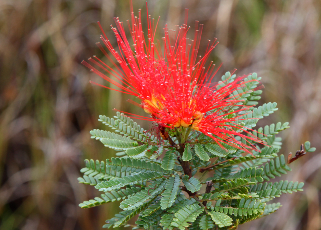 Fabaceae - Leguminosae no Brasil: Fabaceae - Calliandra mucugeana Renvoize