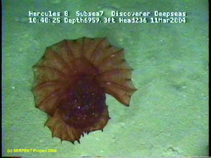 The Echinoblog: Deep-Sea Swimming Sea Cucumbers and the "most bizarre ...