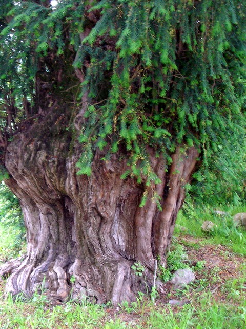ARBRES: Teix (Taxus baccata)