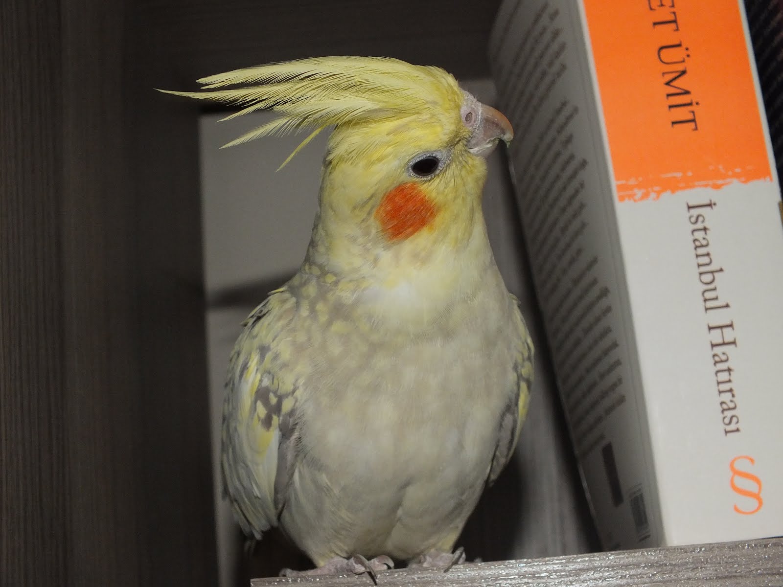 How to Teach Your Parrot to Talk: Cockatiel Gender