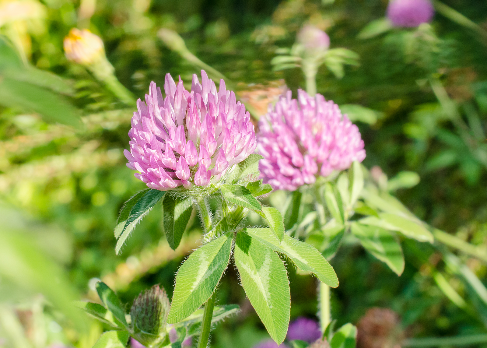 Wanderin' Weeta (With Waterfowl and Weeds): Pink clover