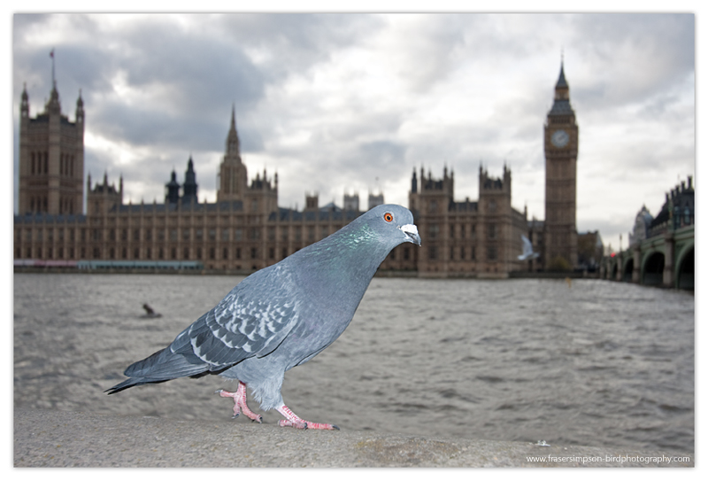 Fraser's Birding Blog: Birds posing at famous London landmarks