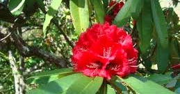 Travel Blog, Nepal Travel Information, Nepal One Tours & Travels ...