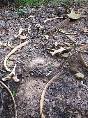 THE JUNGLE GRAPEVINE: Updates from the Field - Sri Lanka Wildlife ...