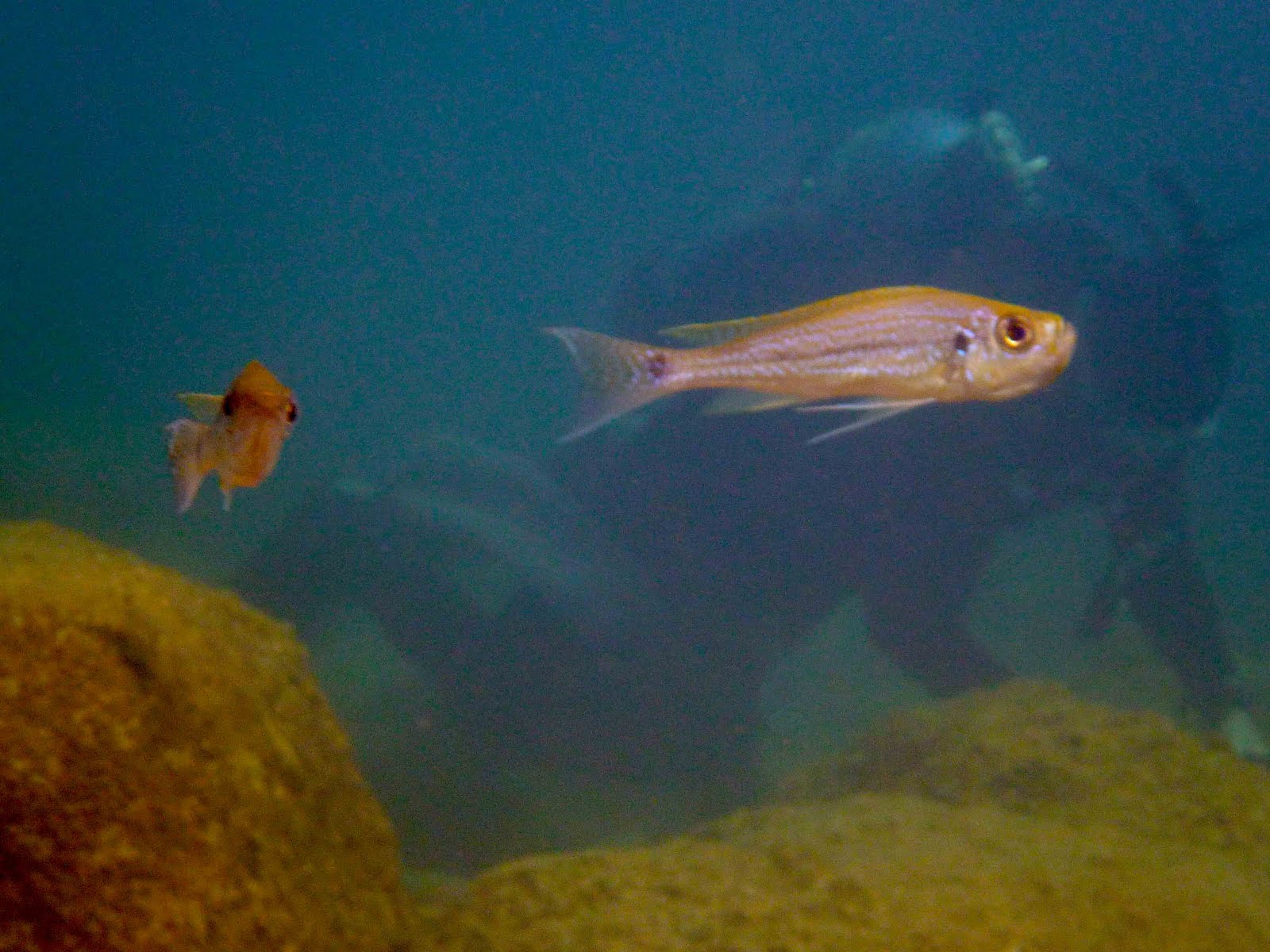 Lake Tanganyika, Tanzania
