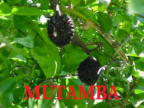 Receitas Naturais de Beleza: Óleo de Mutamba - Cabelos lindos!! O ...