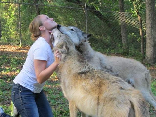 White Wolf : Wolves Teaching Humans About Their Importance at Seacrest ...