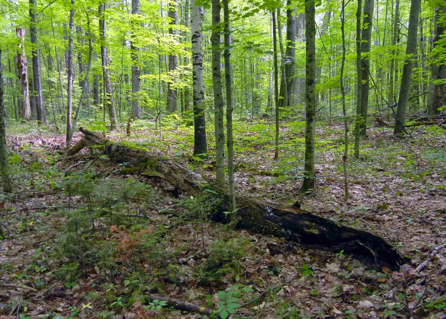 Sci/Why: The Living Rotting Log: An Amazing Diversity of Fungal Life