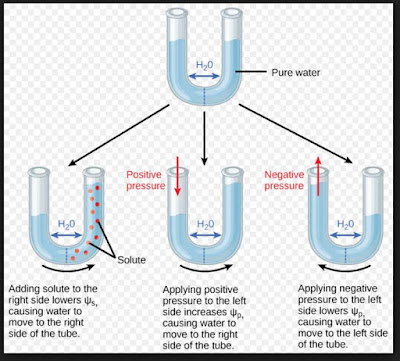 Relationship between osmotic potential & pressure potential with water ...