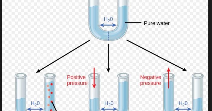 Relationship between osmotic potential & pressure potential with water ...