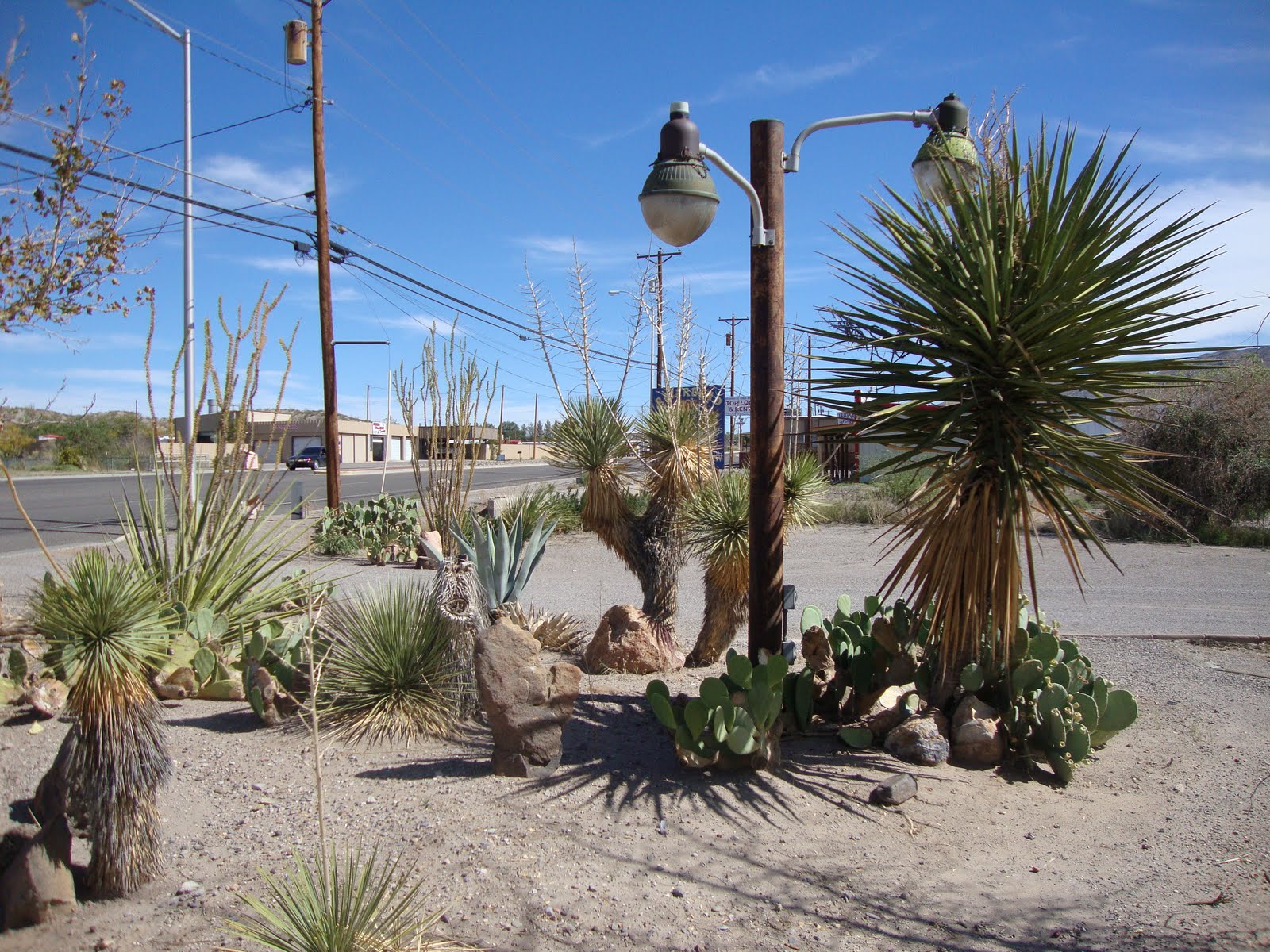 danger garden: Buffalo Bill’s Exotic Cactus Ranch