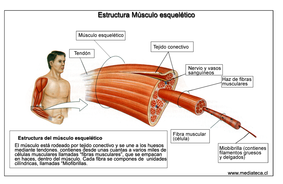 Musculos : Estructura de los Músculos