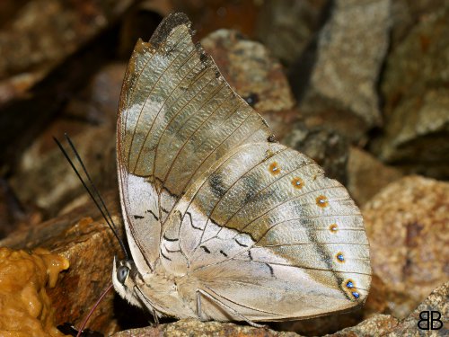 Butterfly photography: Photograph butterfly details