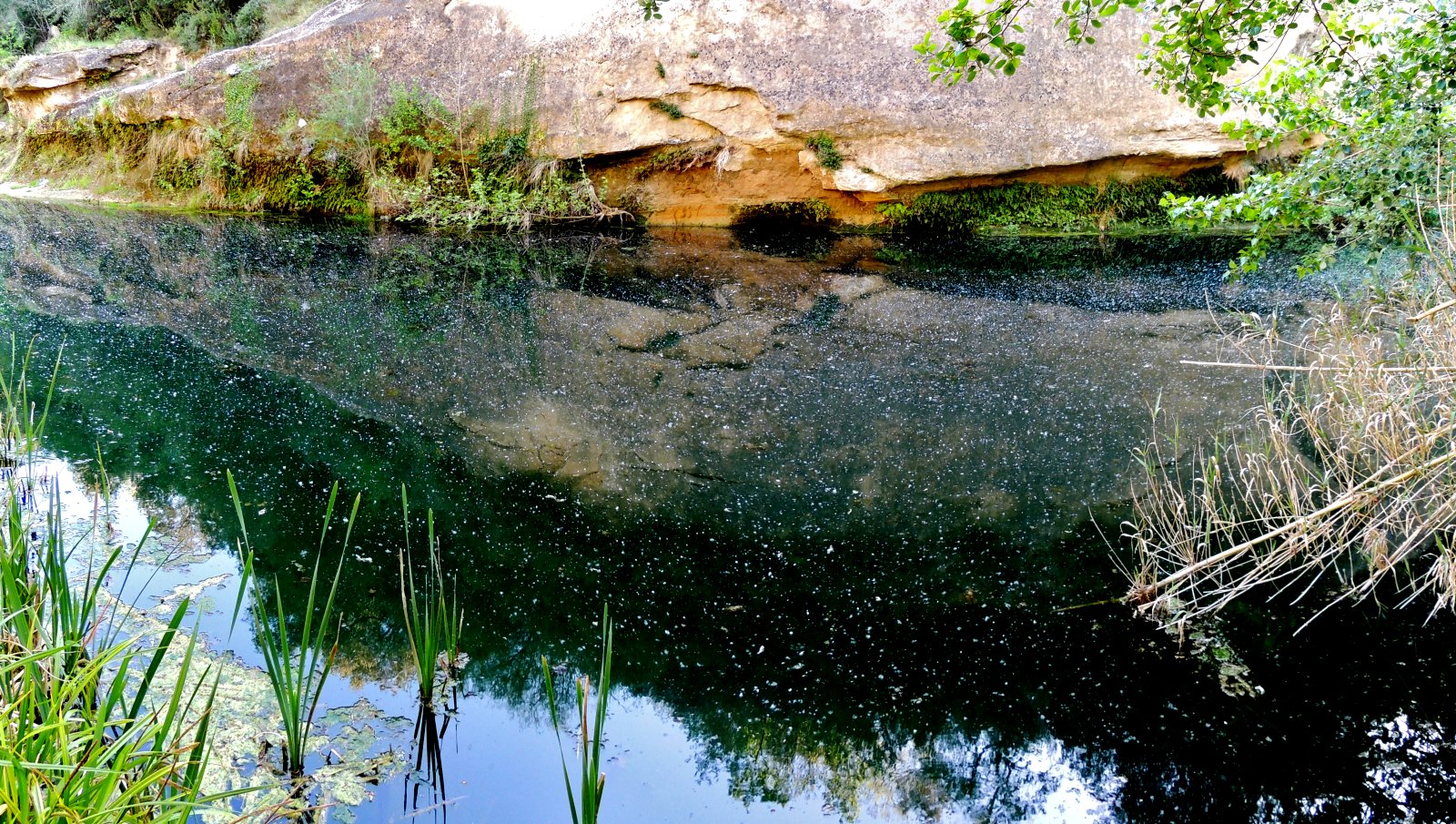 càndid a l'escala: Palol de Sabaldòria