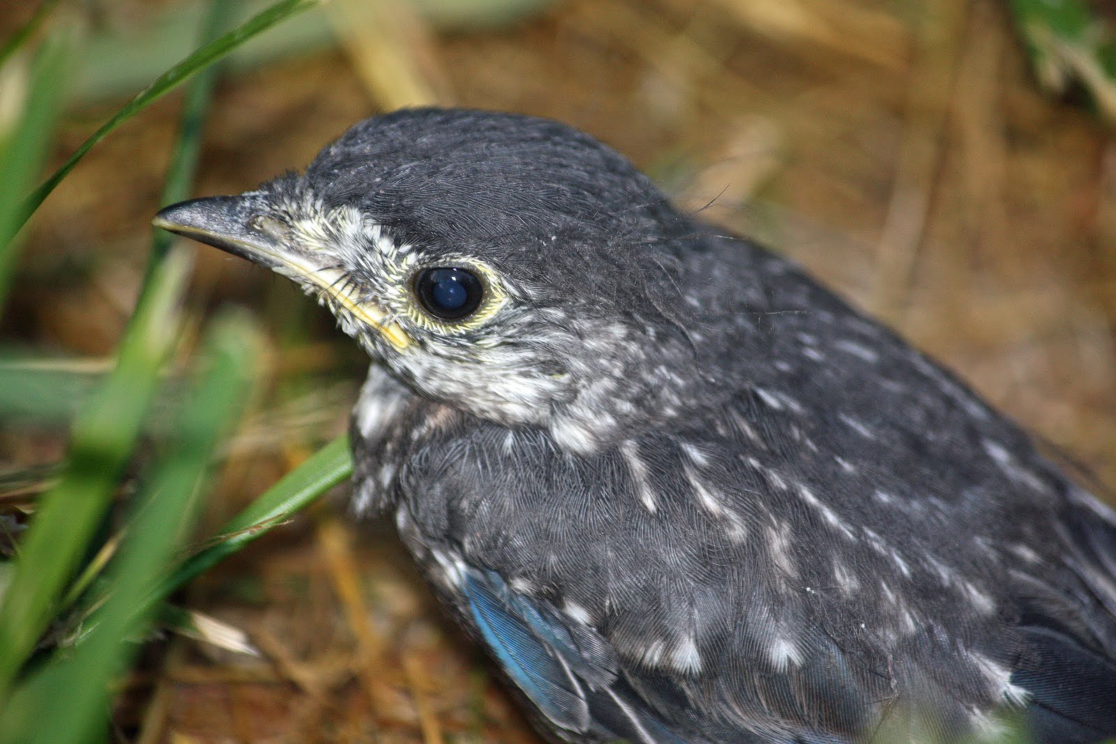 Round The Bend: Wild Bird Wednesday: Baby Bluebirds