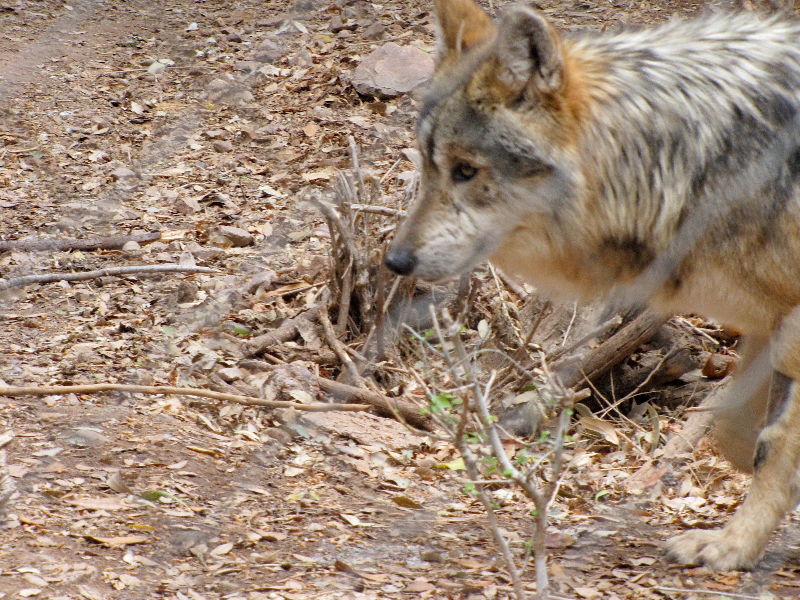The Daily life of Lizzie: Spring Break: ANIMALS