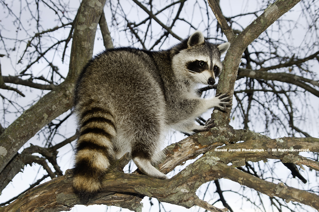 The High Knob Landform: Major Mid-November 2011 Storm Event