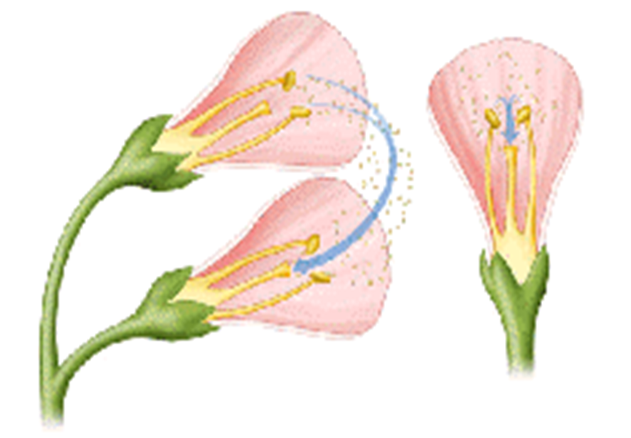 BiologiaAmanda1ºB: La polinización.