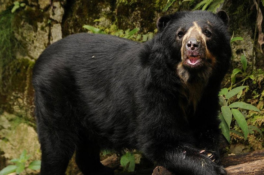 #Terra: Perú: El hábitat del oso andino será protegido