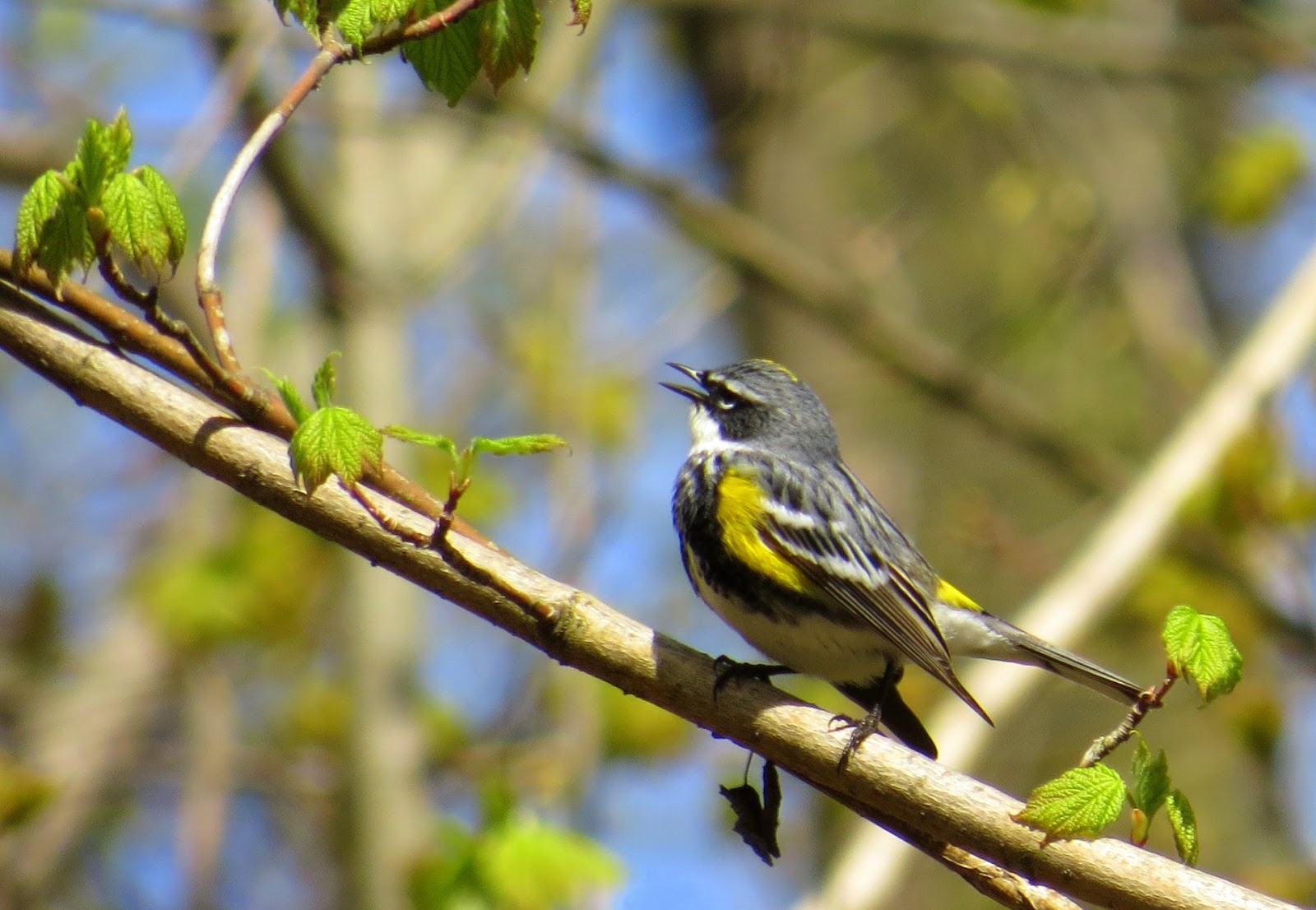 Waterloo Region Nature Field Trip to Thickson's Woods, Whitby, ON ...