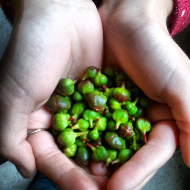 Radio Acres Farm: The Great Caper