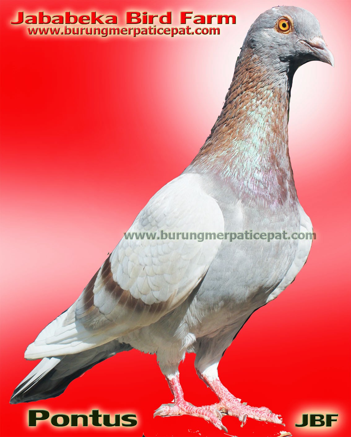 (0287) 382807 / 085228600358 / 085329515425 Jual burung Merpati ...