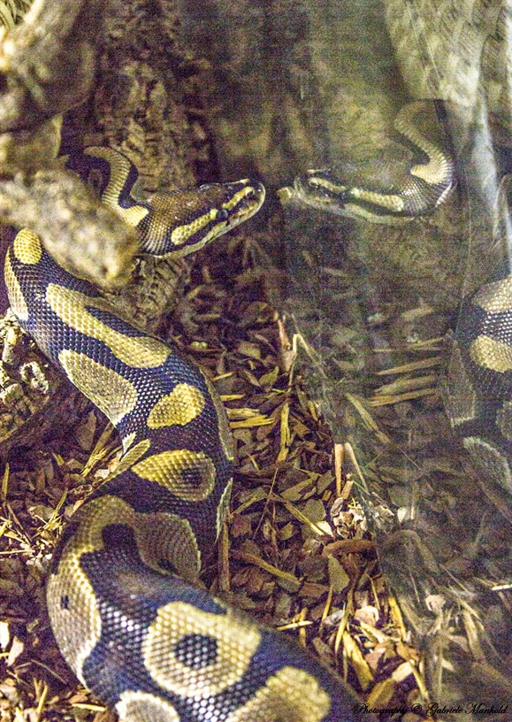 Der Königspython (Python Regius)