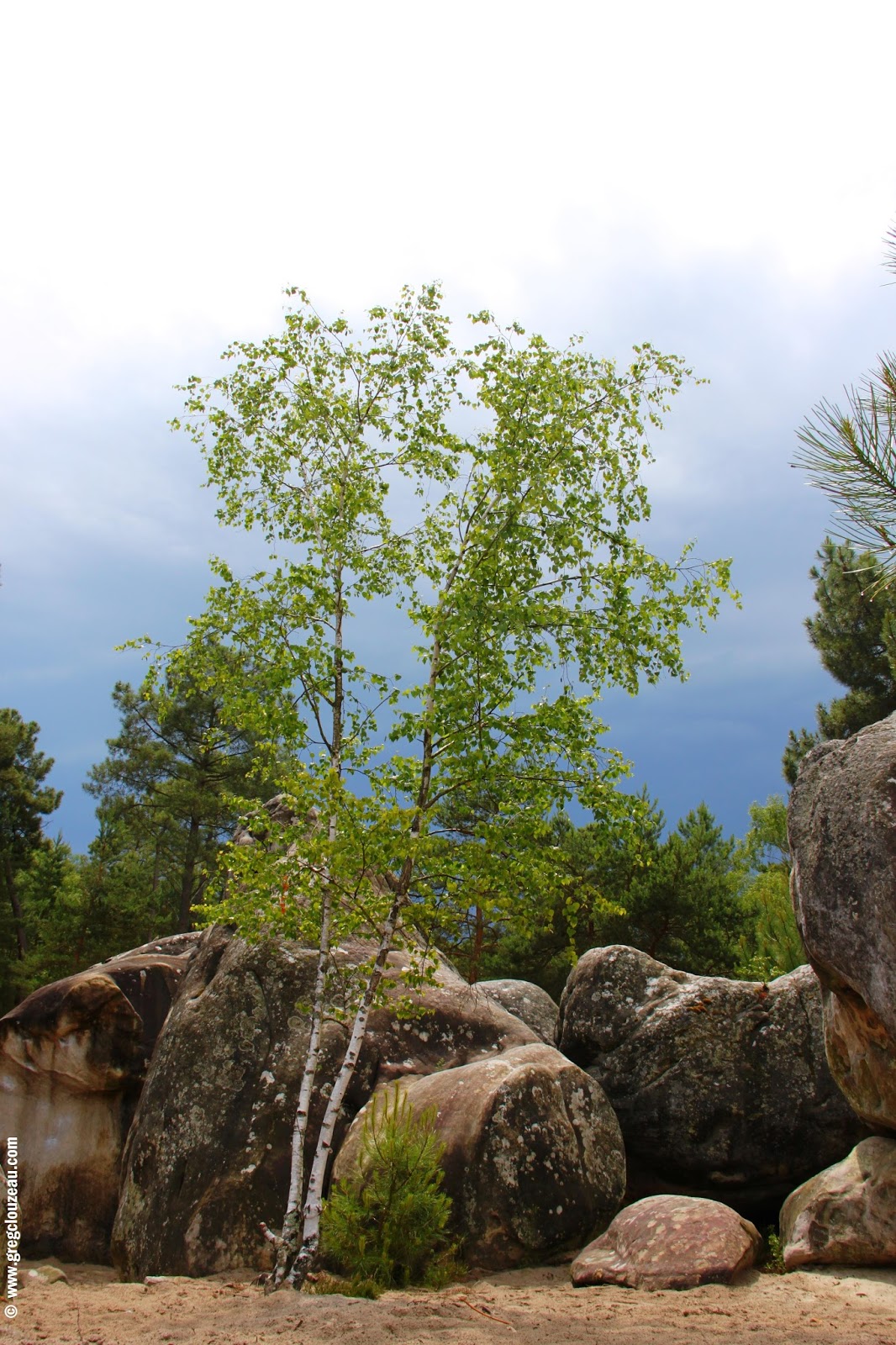 Bouleaux veruqueux, un mal aimé si joli ! ~ FontaineBleau Passion