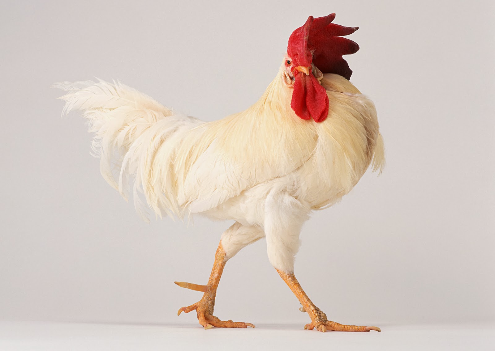 21 Gambar Ayam Stock Photo High Resolution