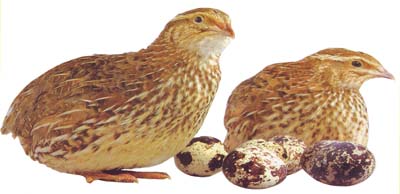 Ransum Pakan Puyuh Petelur | Wiraswasta Berjaya