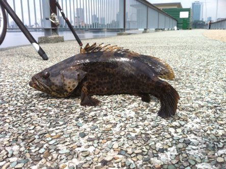 Woodland Jetty Fishing Hotspots: Table Size Grouper Caught at Woodland ...