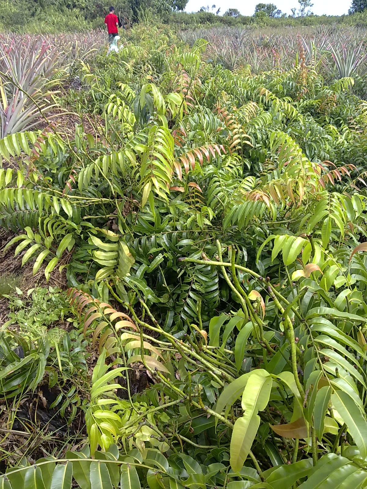 Memaknakan kehidupan dengan banyak memberi...: Misi mencari midin dan ...