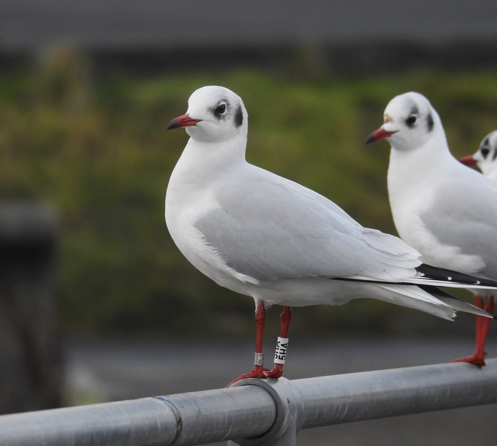 Northern Ireland Black-headed Gull Study: Black-headed Gull - White 5HA