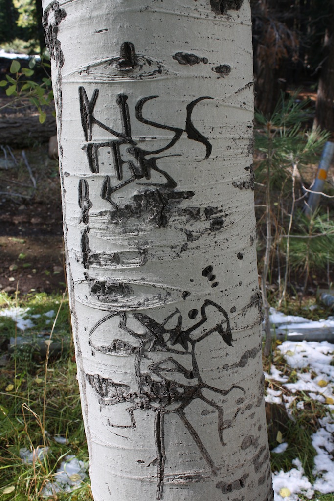 The Abbot of Unreason: Dendroglyphs? Arborglyphs?