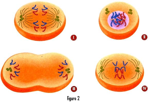 Mundo Ciências: Divisão Celular