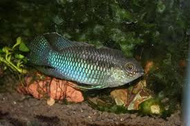 Dwarf Cichlids-Laetacara curviceps | African Cichlids Fish