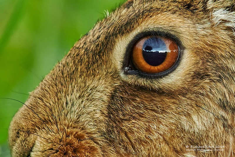 Wildlife Photographic Journals: Just the Hare Necessities