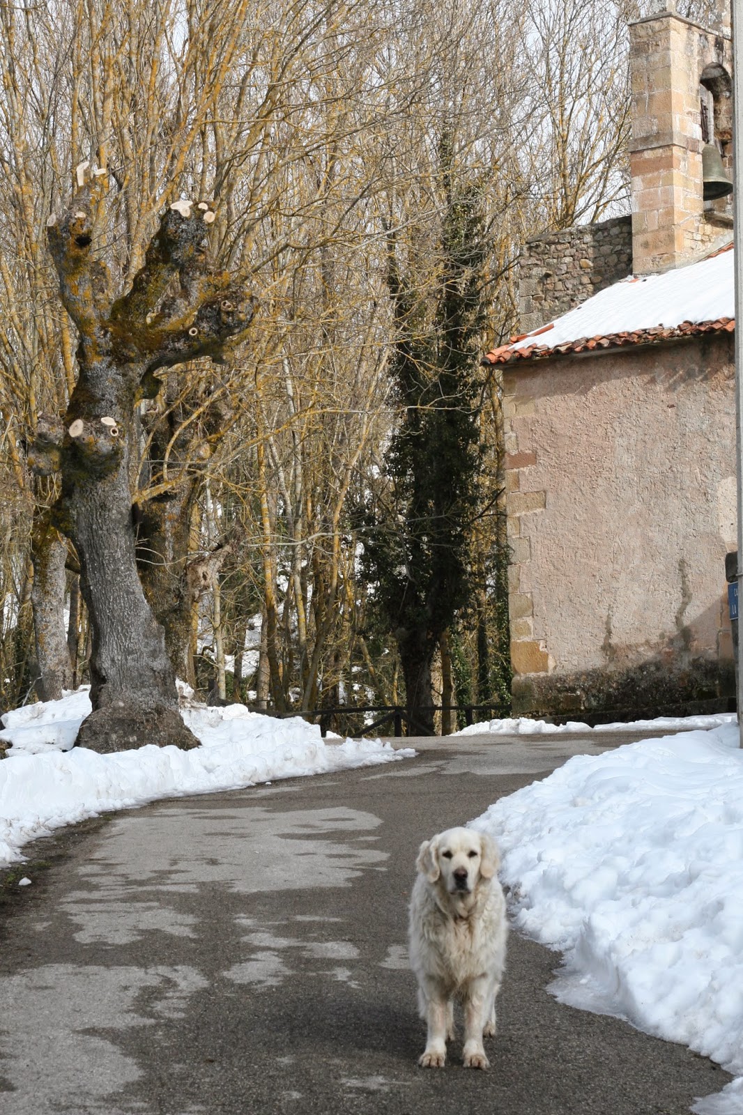 Posada La Lobera. Arroyo (Cantabria) - viajes con mi perro