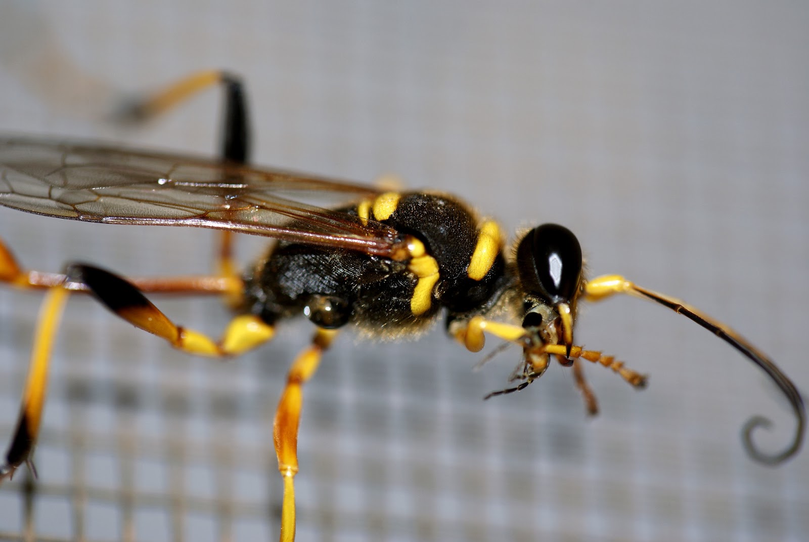 Some of the Wasps in my Garden