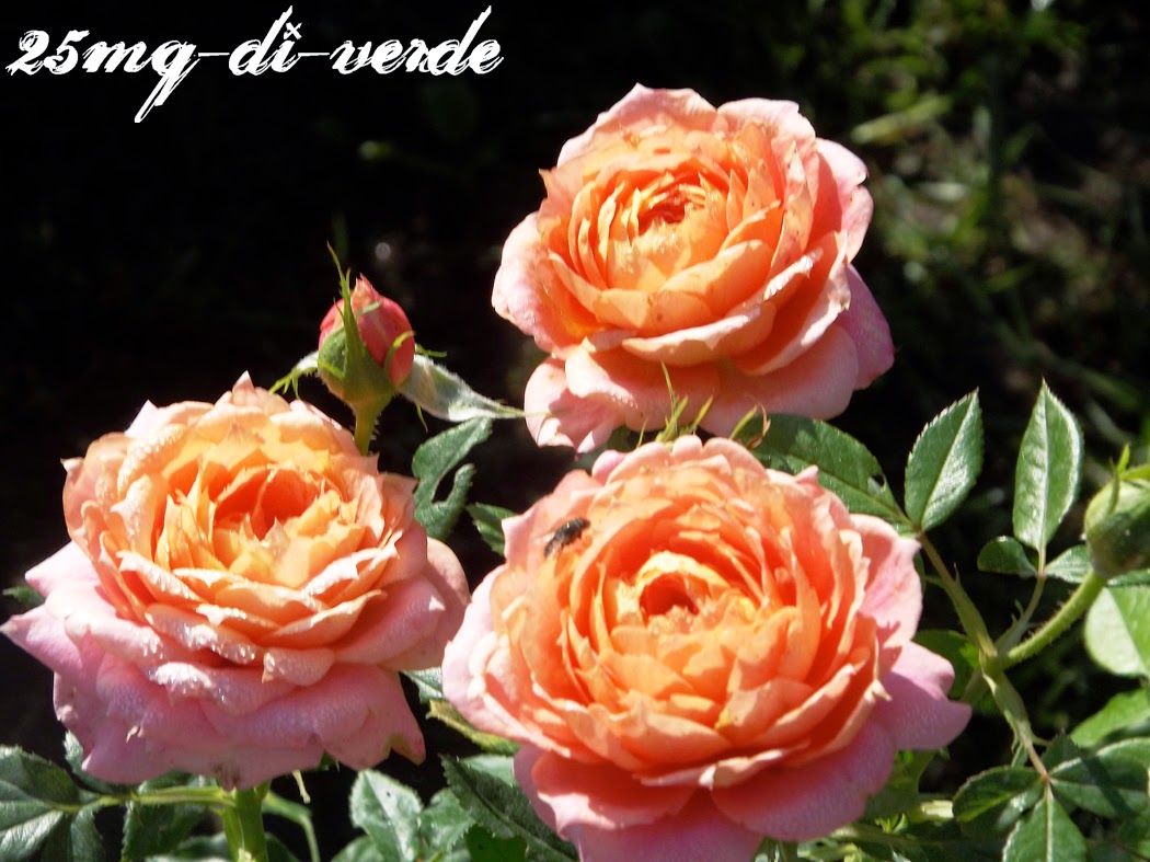 Rose d'autunno - Rose Barni - 25mq-di-verde