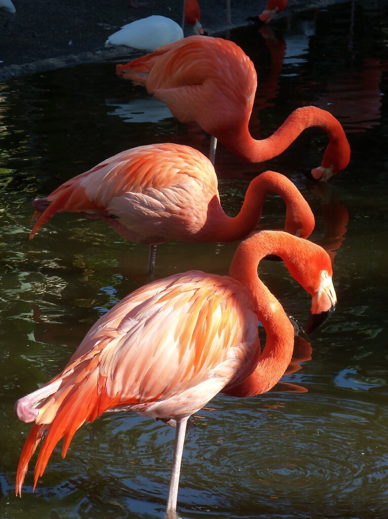 Orange explains it all: Flamingos are what color?