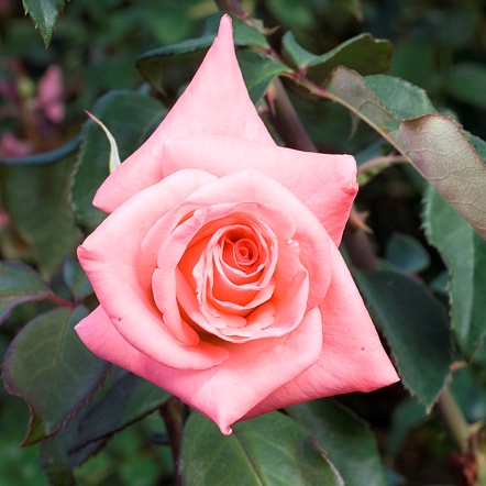 Madeira Rose Garden-English: Modern Garden Roses