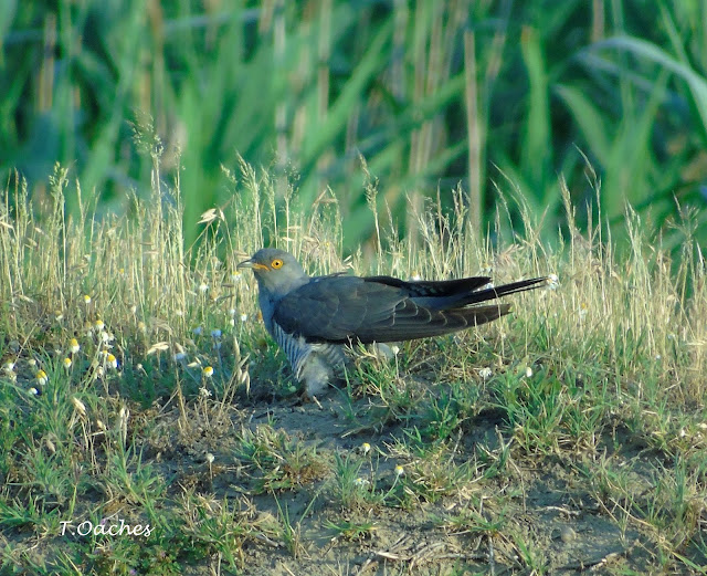 PASARI DIN ROMANIA: CUCUL (1), Cuculus canorus