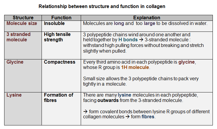 #14. Globular and fibrous proteins - haemoglobin and collagen | Biology ... #14. Globular and fibrous proteins - haemoglobin and collagen | Biology ...