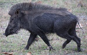 Cannundrums: Indian Boar