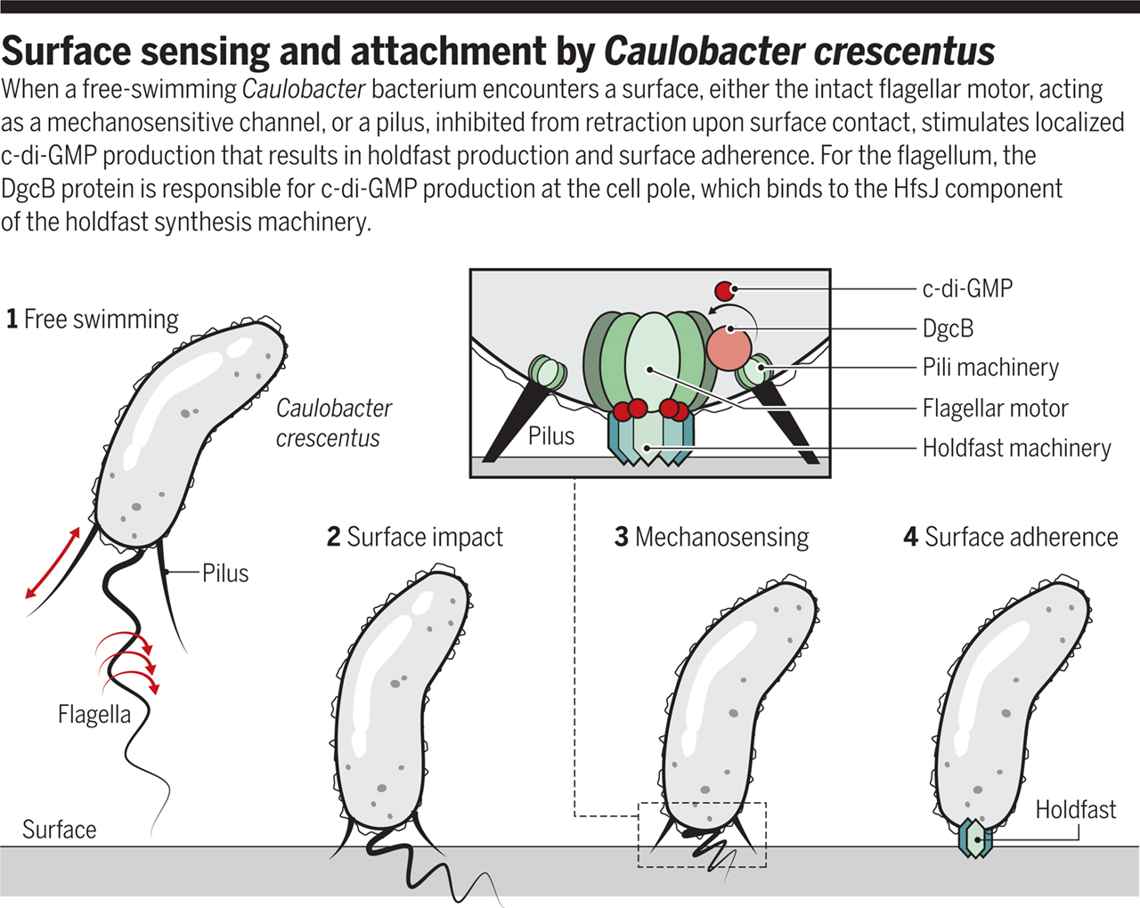 Curiosidades de la Microbiología: octubre 2017