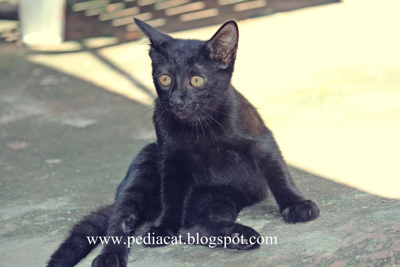 Gambar Kucing Warna Hitam Lucu