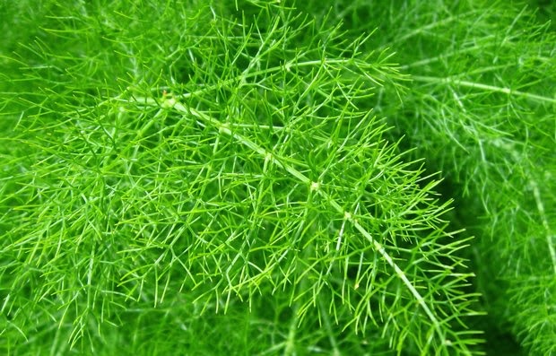 ARTE Y JARDINERÍA : HINOJO. Planta medicinal