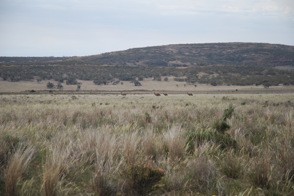 Lisa and Davo - Gawler Ranges Adventure: Day 5 - Gawler Ranges